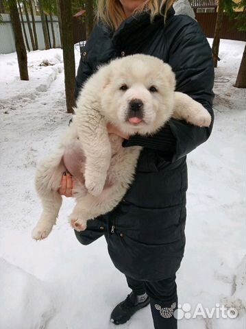 Щенок алабая