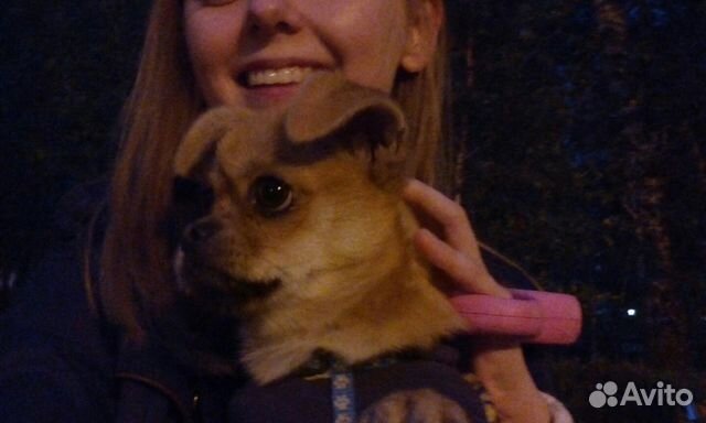 Отдам пекинеса(мальчик)