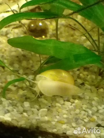 Улитки ампулярии