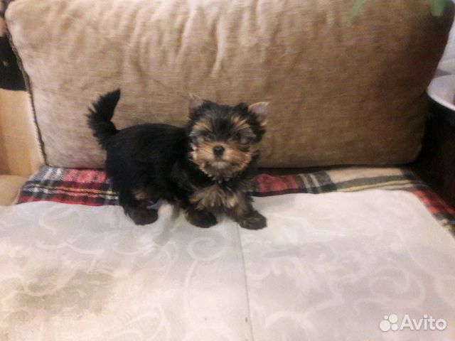 Йоркширский терьер