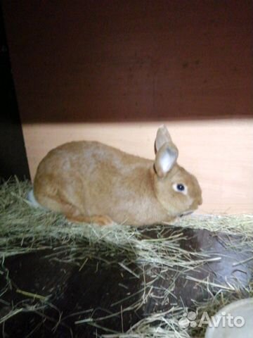 Крол новозеландский красный