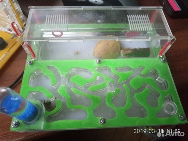 Формикарий+колония муравьёв