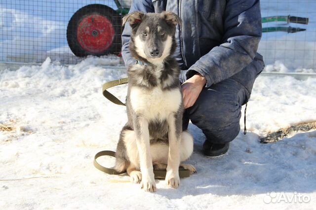 Скай ищет семью