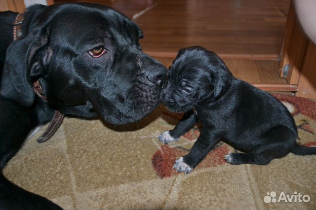 Продам щенят породы Кане Корсо