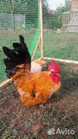 Семьи шабо калифорнийский и голубохвостый