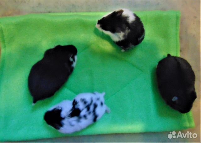 Опт хомяки кэмпбелла для зоомагазинов