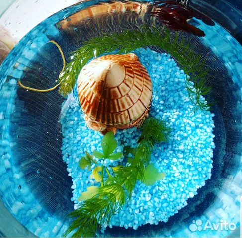 Аквариаум с рыбкой