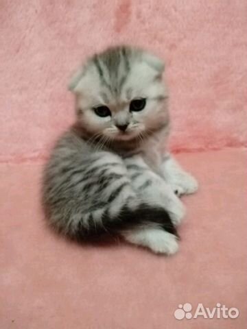 Шотландская