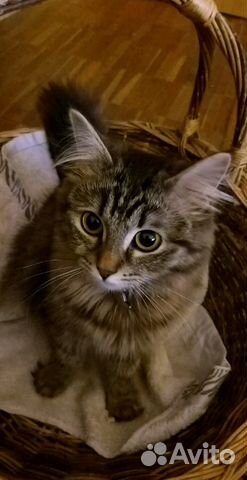 Котята от этой красотки уже на подходе, возьмите к