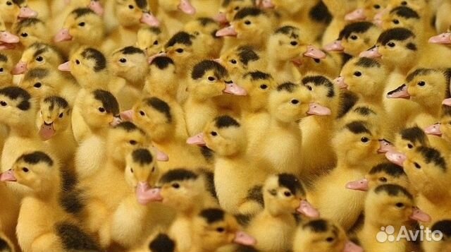 Яйцо Муларда Франция