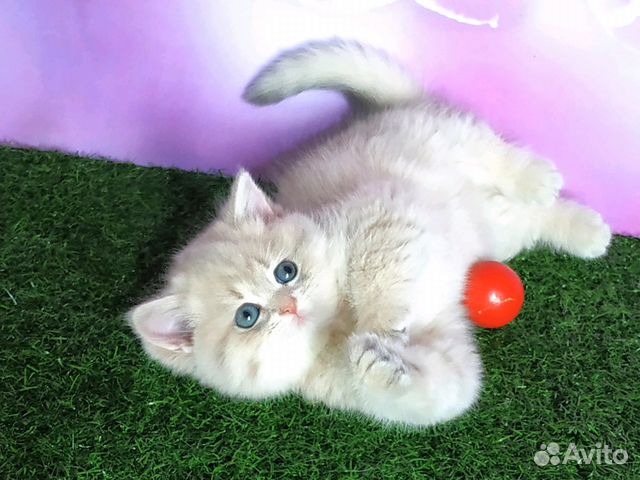 Британская кошка лиловое золото