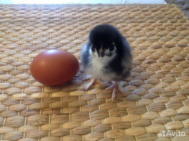 Инкубационное яйцо Марана