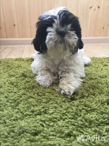 Щенок шит-цу мини, девочка 2,5 месяца