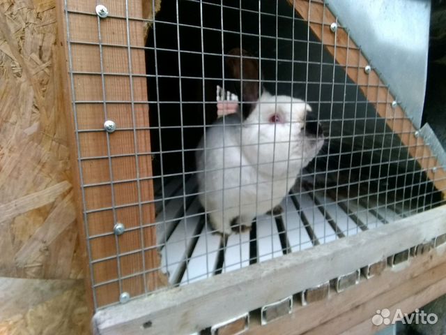 Семья кроликов калифорнийцев