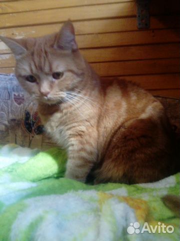 Кошечка Джесси в добрые ручки