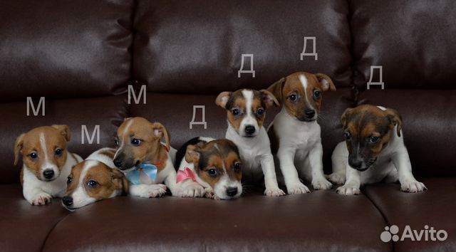 Джек Рассел Терьер щенки