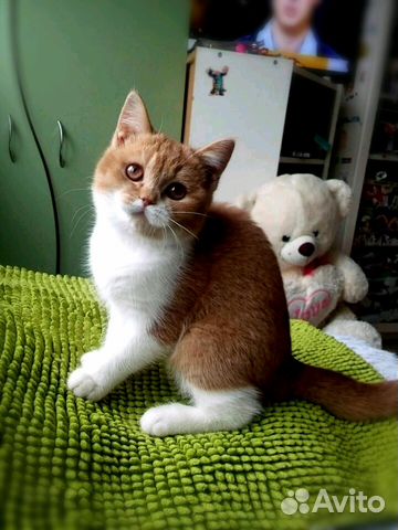 Яркая британская плюшка