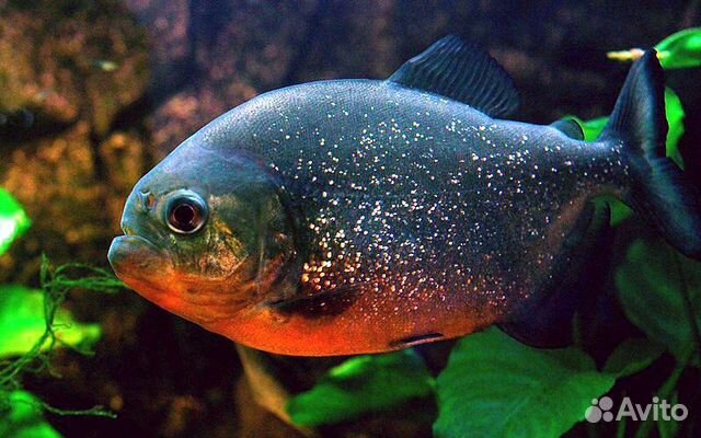 Хищная Пиранья Наттерера