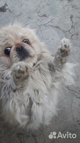 Мальчик для случки