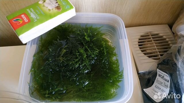 Январский мох, большой кусок, обмен на улиток