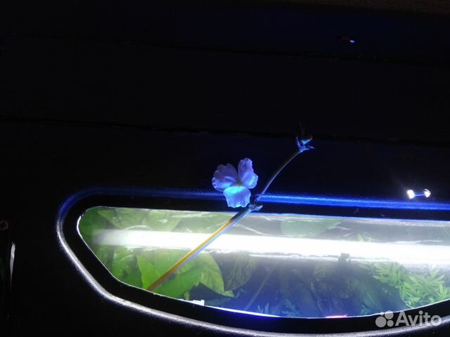 Эхинодорус Red Flame