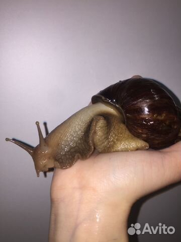 Улитка Ахатина Фулика