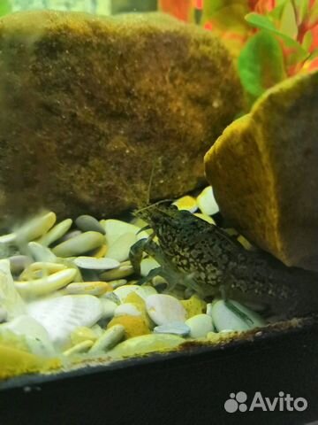 Аквариумный карликовый рак