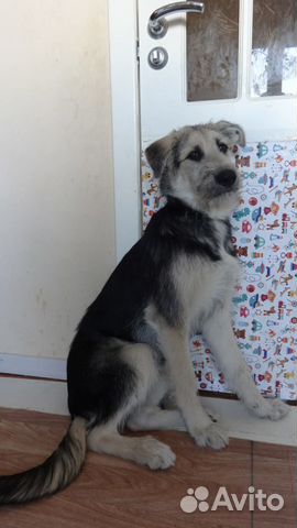 Гоша ищет Друга Привитый пёс 5 месяцев