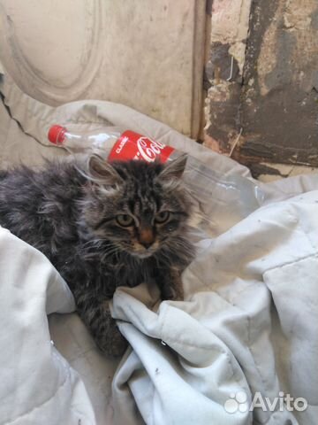 Филипок котёнок