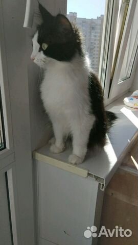 Бельченок ищет новый дом