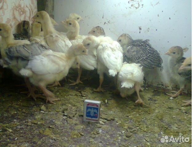 Индюшата от домашних выпасных индюшек