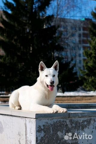 Кобель бшо для вязки