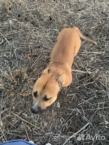 Нашлась собака Питбуль