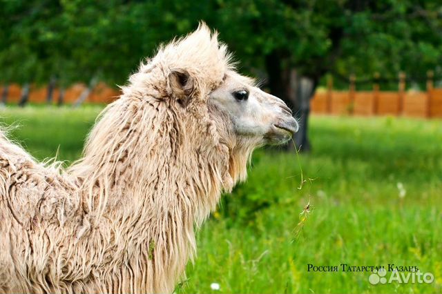 Красивые верблюды, доставка по всему миру
