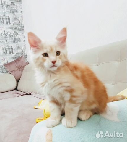 Рассрочка Мейн кун котята