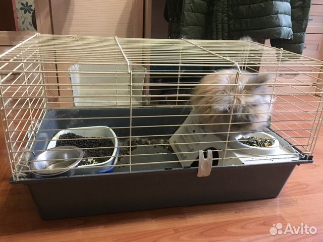 Декоративный кролик