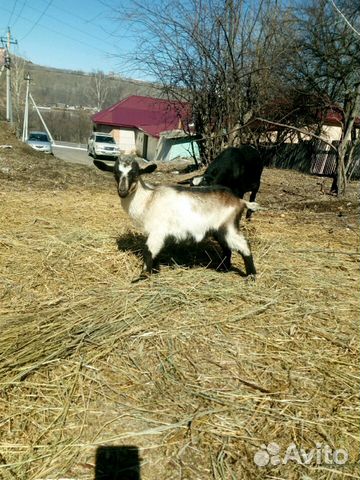 Козы,козлята,козье молоко