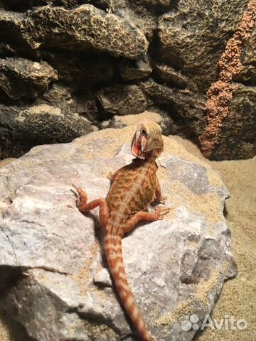 Бородатая агама