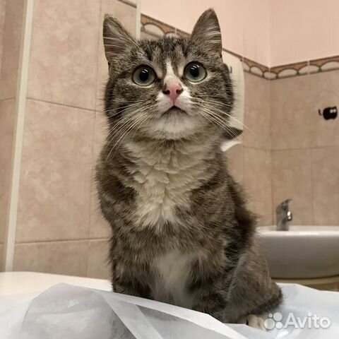 Полосатая молодая кошка