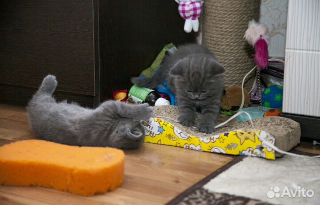 Котята британцы