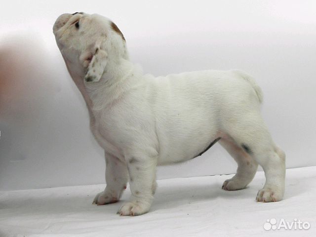 Щенок английского бульдога