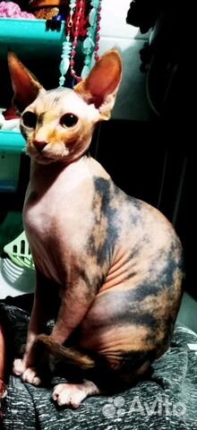 Замурчательная кошечка