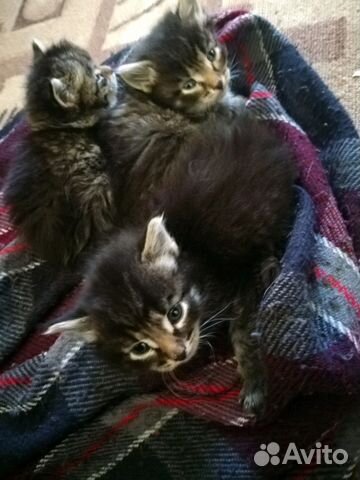 Котята от мамы крысоловки