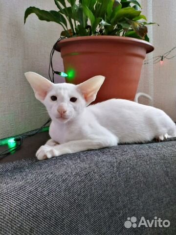 Ориентальная кошечка