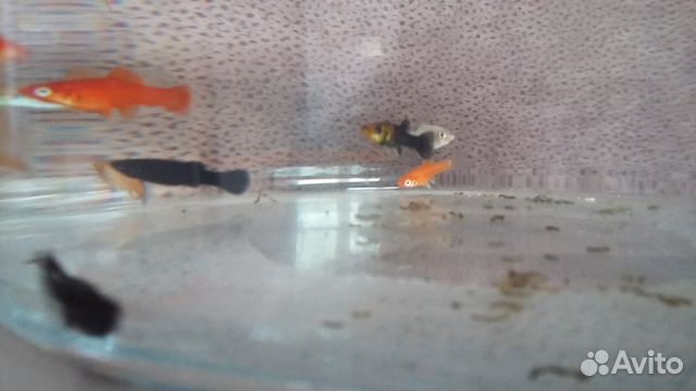 Меченосцы, моллинезии - подростки