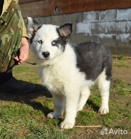 Девочка якутской лайки