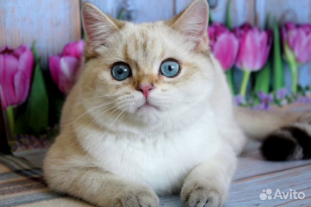 Золото, колор пойнт, шоу и брид
