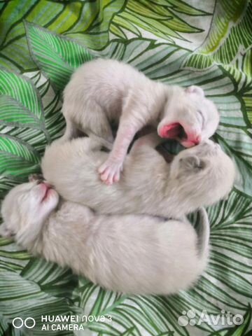 Отдам в хорошие ручки