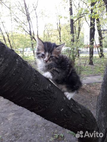 Котенок мальчик (признаки мейн куна )