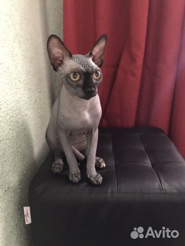 Канадский Парень сфинкс / Вязка